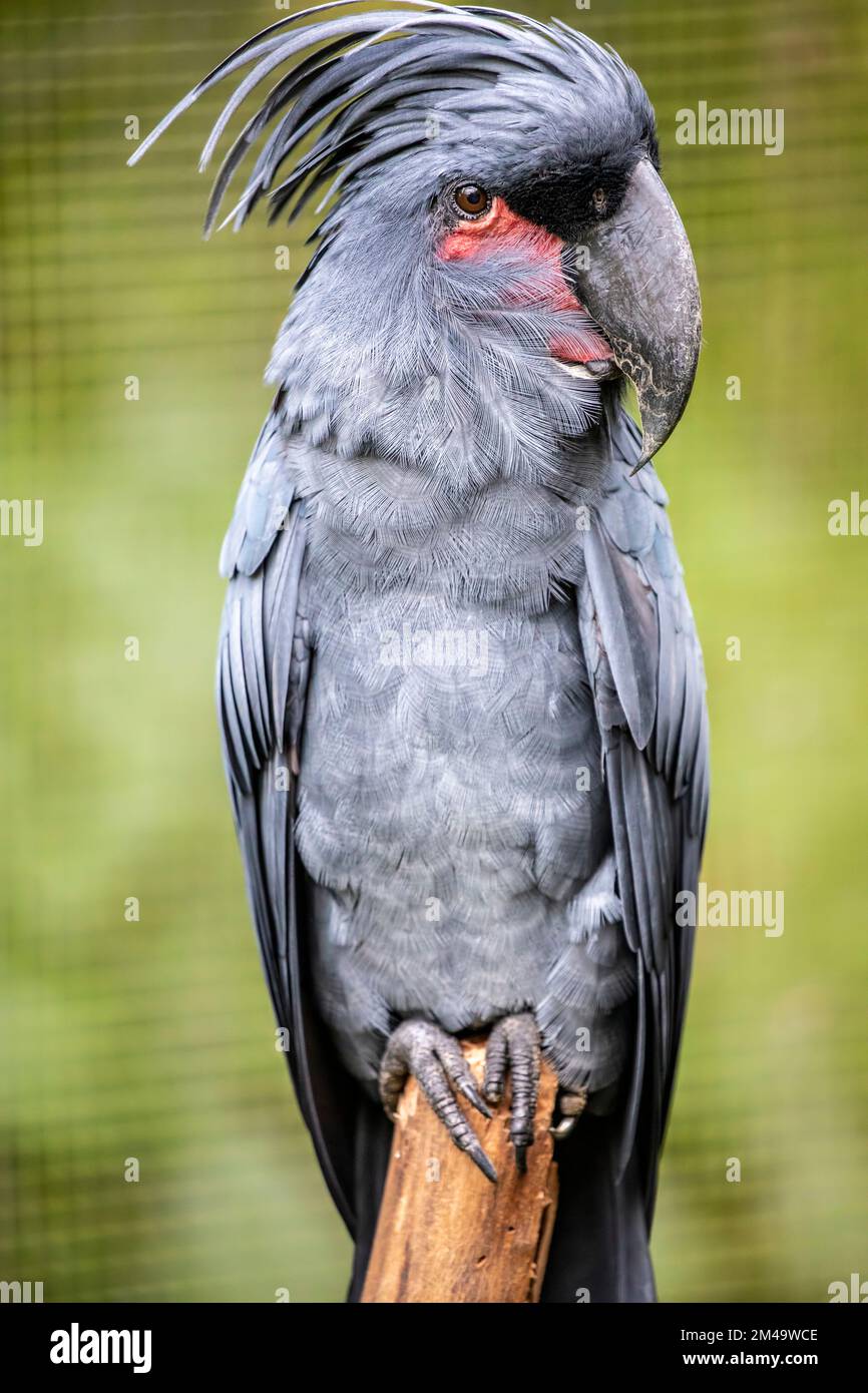 The palm cockatoo (Probosciger aterrimus) is a large smoky-grey or ...