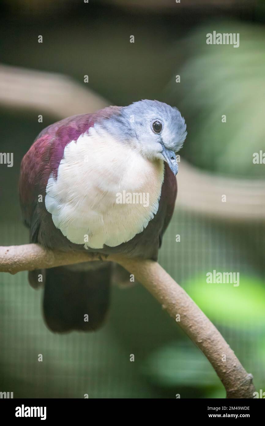 Pampusana sanctaecrucis hi-res stock photography and images - Alamy