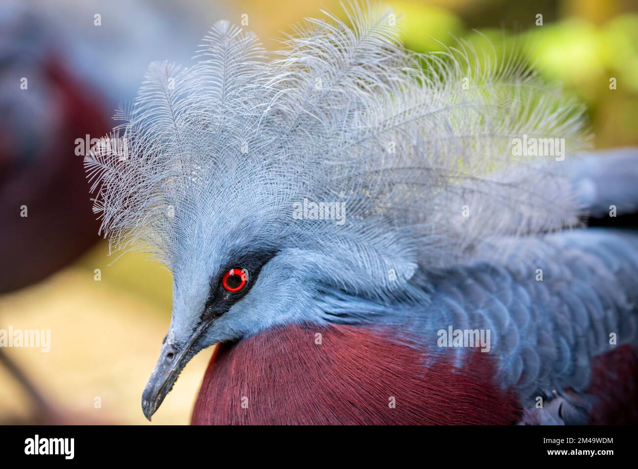 Sclater's crowned pigeon (Goura sclaterii) is a large, terrestrial ...