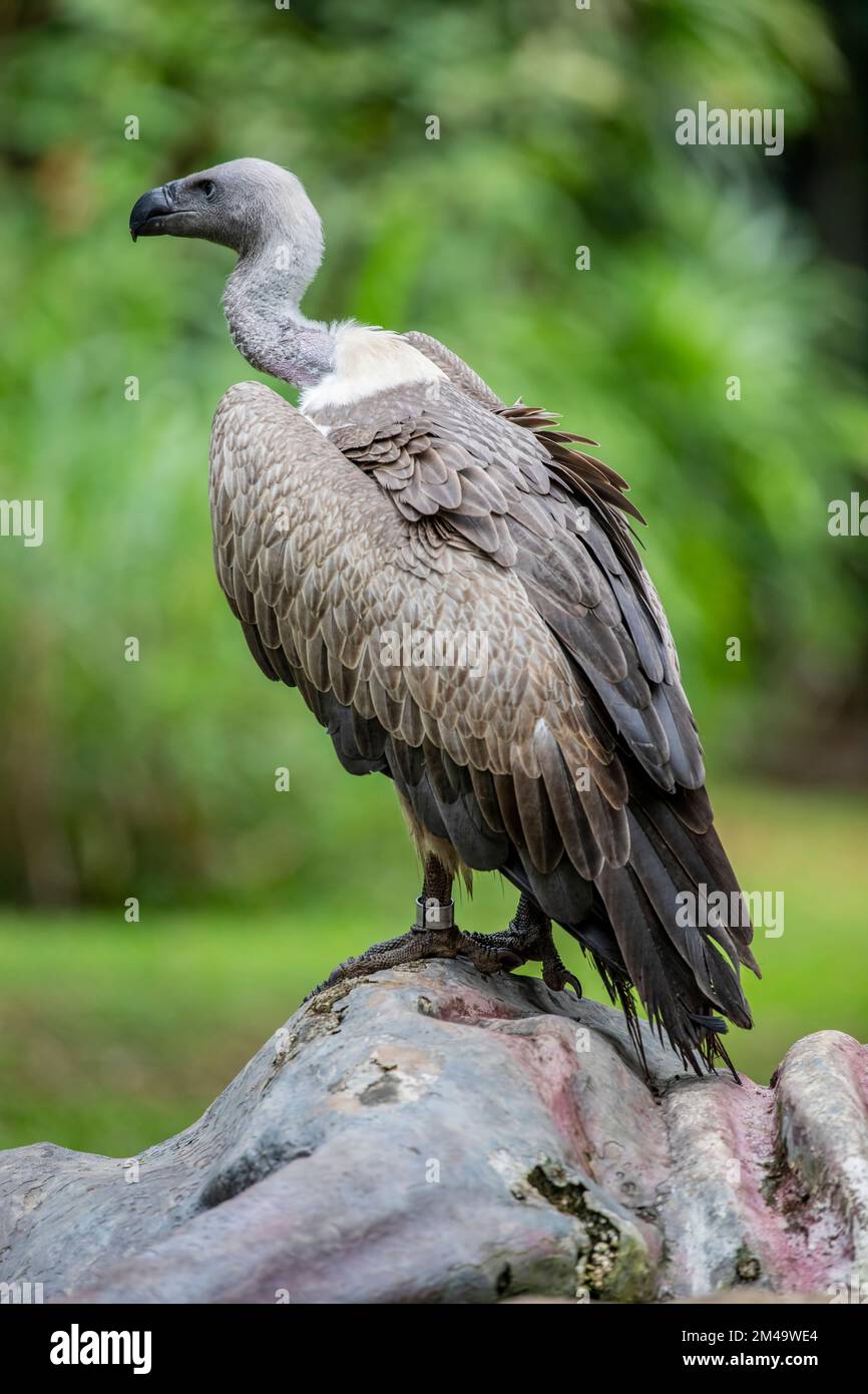 White-backed vulture is a typical vulture, with only down feathers on the head and neck, very ...
