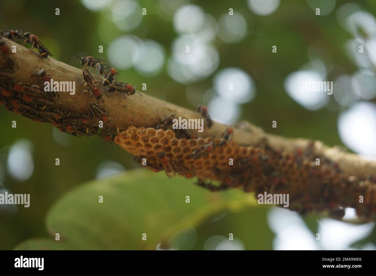 gradation black and white Stock Photo - Alamy