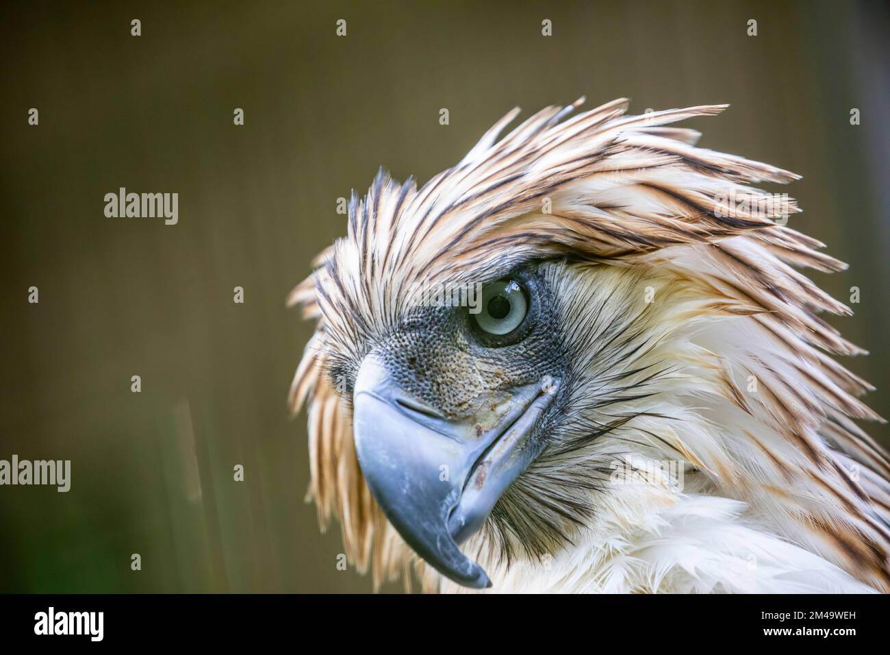 The Philippine eagle (Pithecophaga jefferyi) is a critically endangered ...