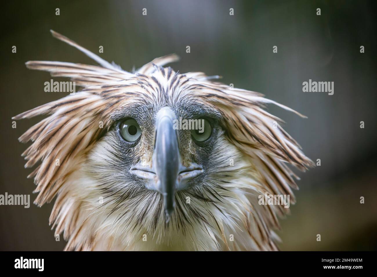 The Philippine eagle (Pithecophaga jefferyi) is a critically endangered ...