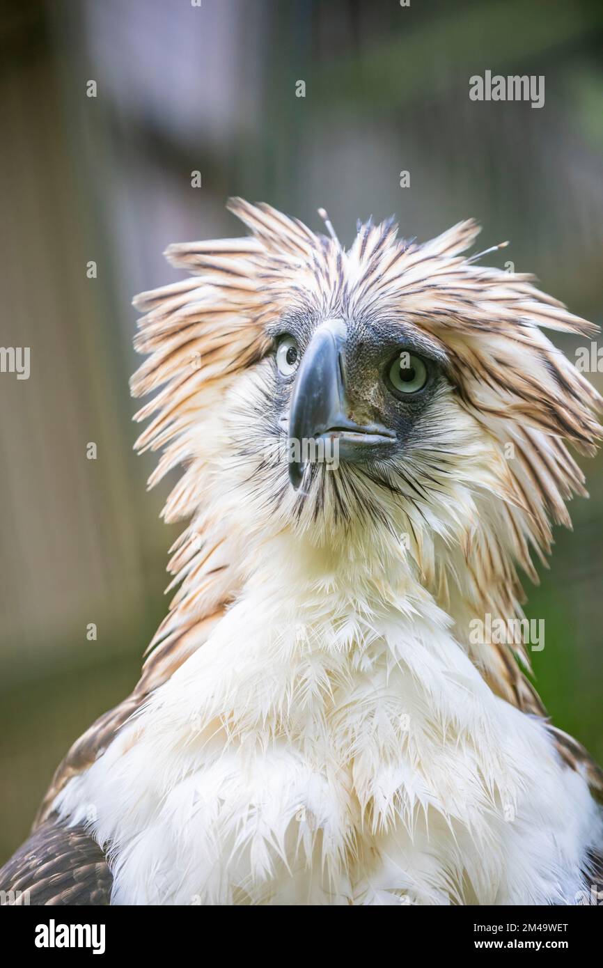 The Philippine eagle (Pithecophaga jefferyi) is a critically endangered ...