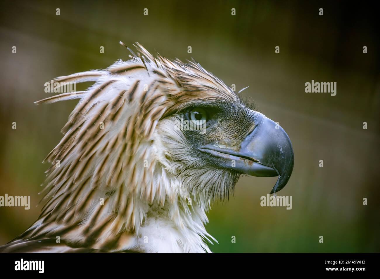 The Philippine eagle (Pithecophaga jefferyi) is a critically endangered ...