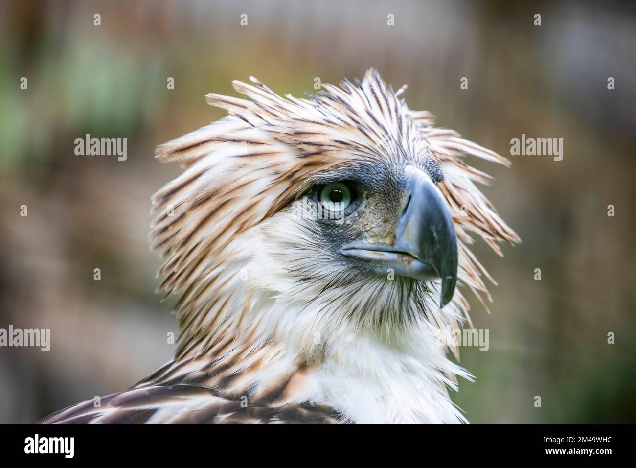 The Philippine eagle (Pithecophaga jefferyi) is a critically endangered ...