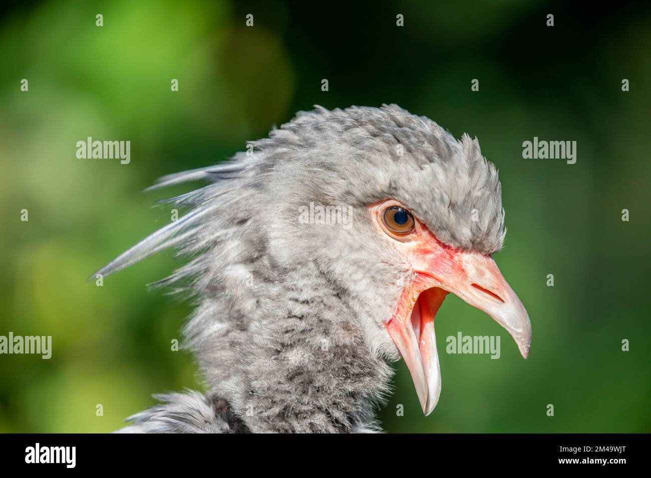 The southern screamer (Chauna torquata) is a species of bird in family ...