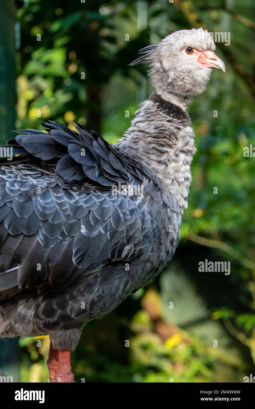 The southern screamer (Chauna torquata) is a species of bird in family ...