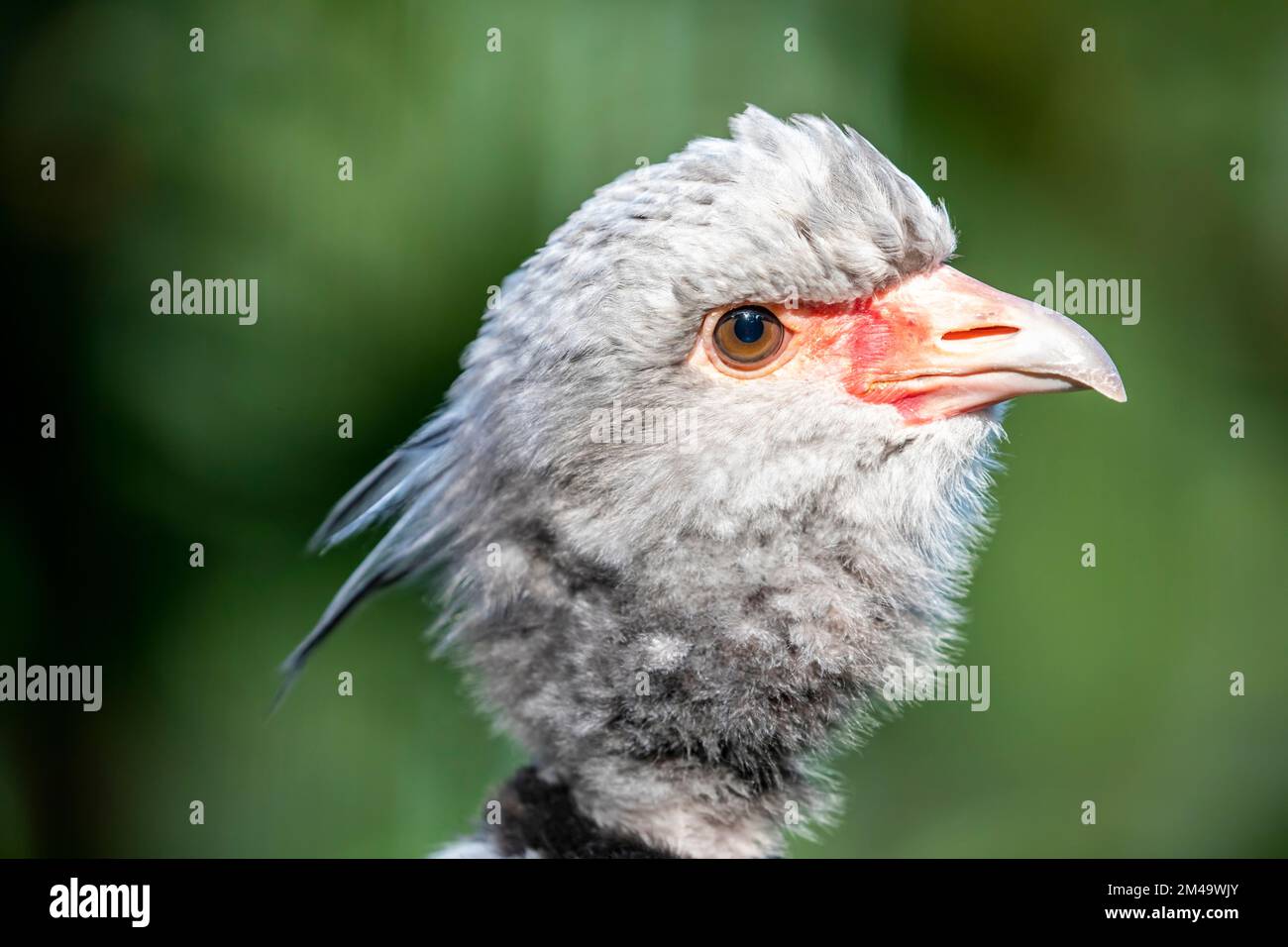 The southern screamer (Chauna torquata) is a species of bird in family ...