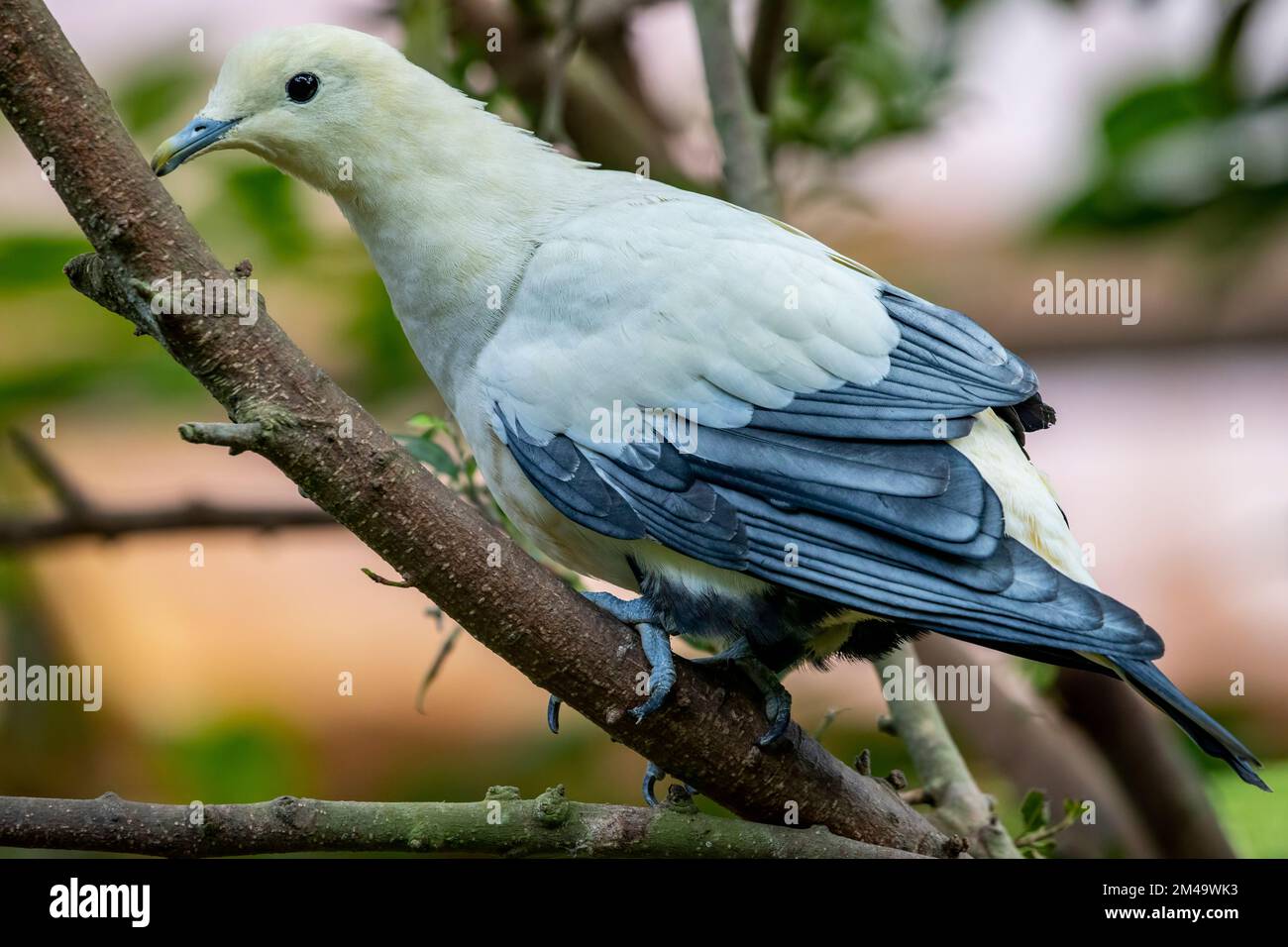 The silver-tipped imperial pigeon (Ducula luctuosa) is a relatively ...