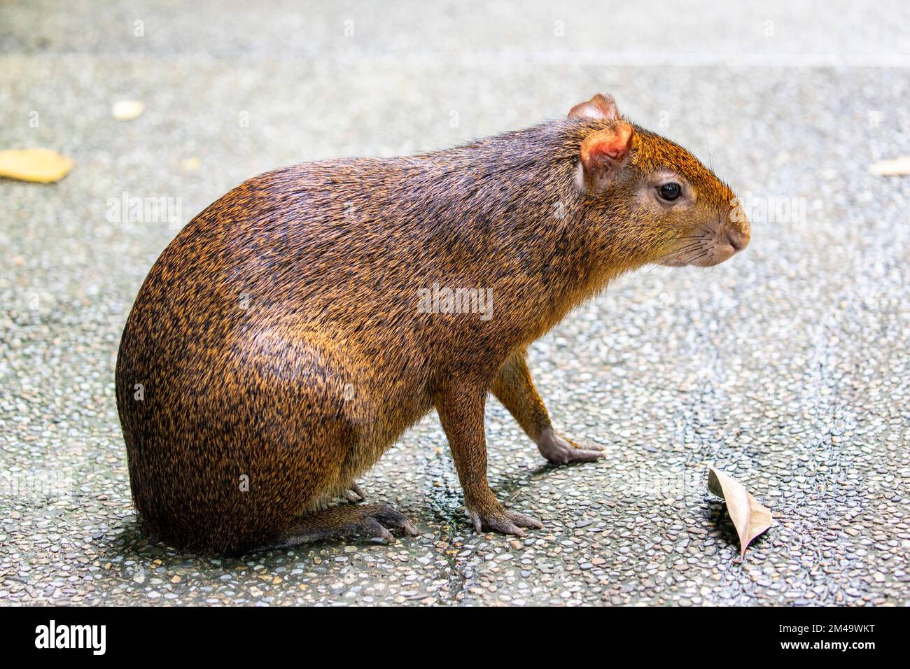 Azara's agouti (Dasyprocta azarae) is a South American agouti species ...