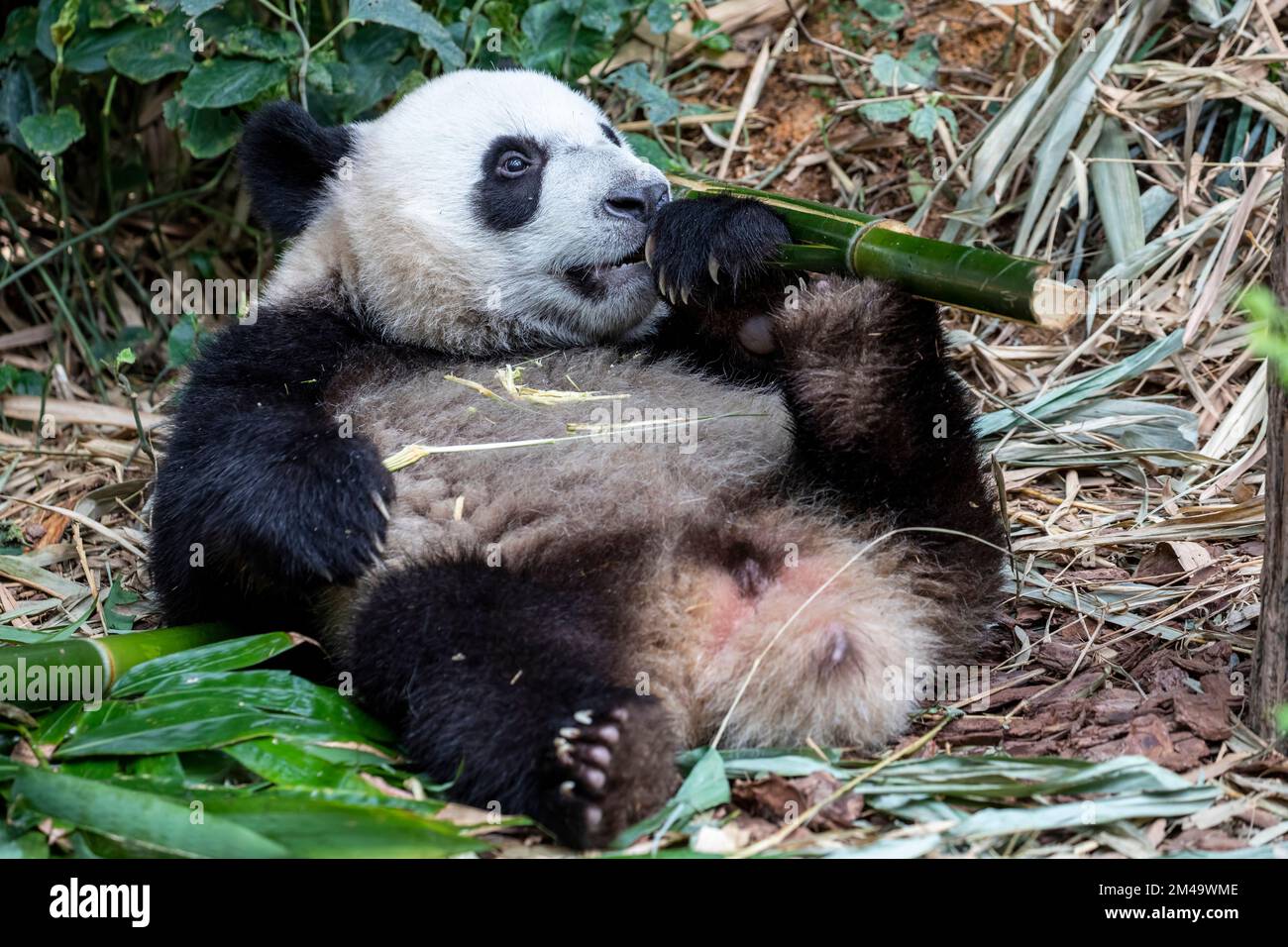 The baby giant panda "Lele" (Ailuropoda melanoleuca) is lying down in River Safari Singapore ...