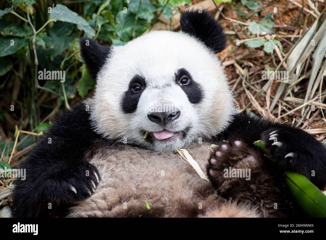 The baby giant panda "Lele" (Ailuropoda melanoleuca) is lying down in ...