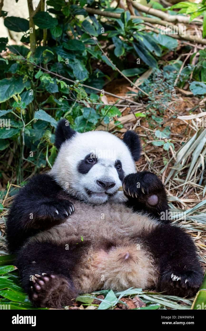 The baby giant panda "Lele" (Ailuropoda melanoleuca) is lying down in ...