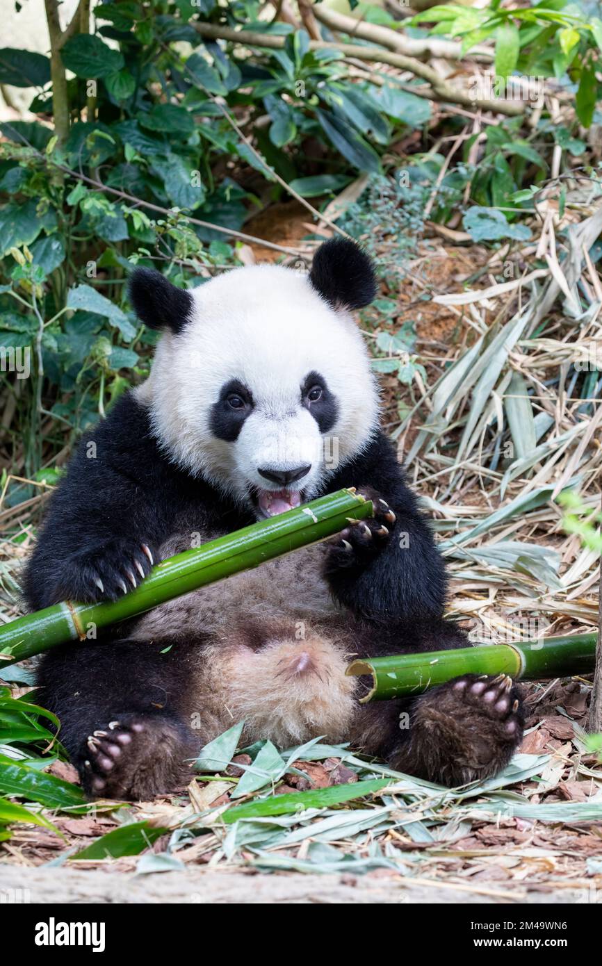 The baby giant panda "Lele" (Ailuropoda melanoleuca) is lying down in ...