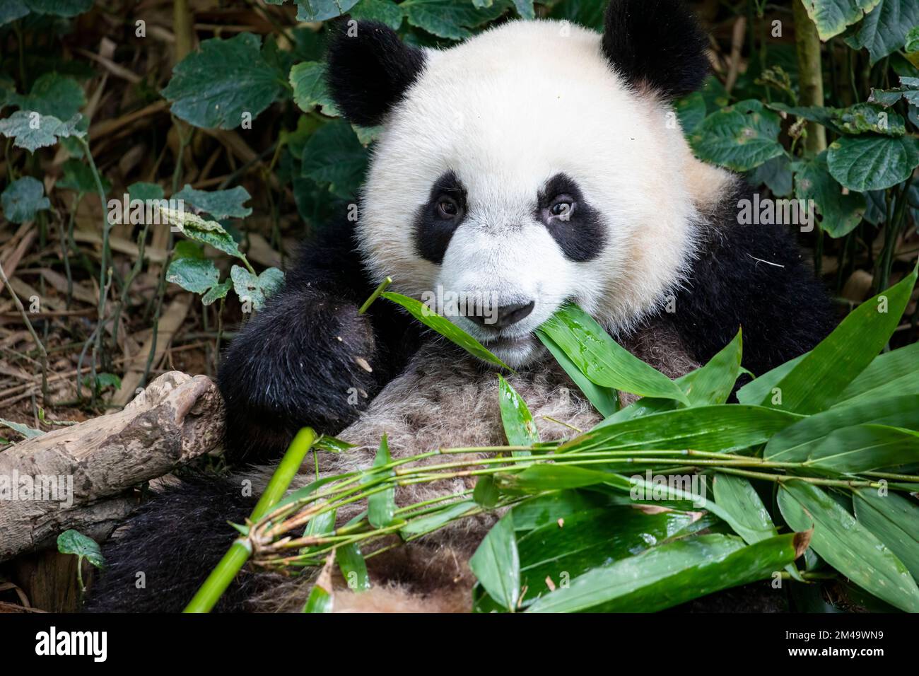 The baby giant panda "Lele" (Ailuropoda melanoleuca) is lying down in ...