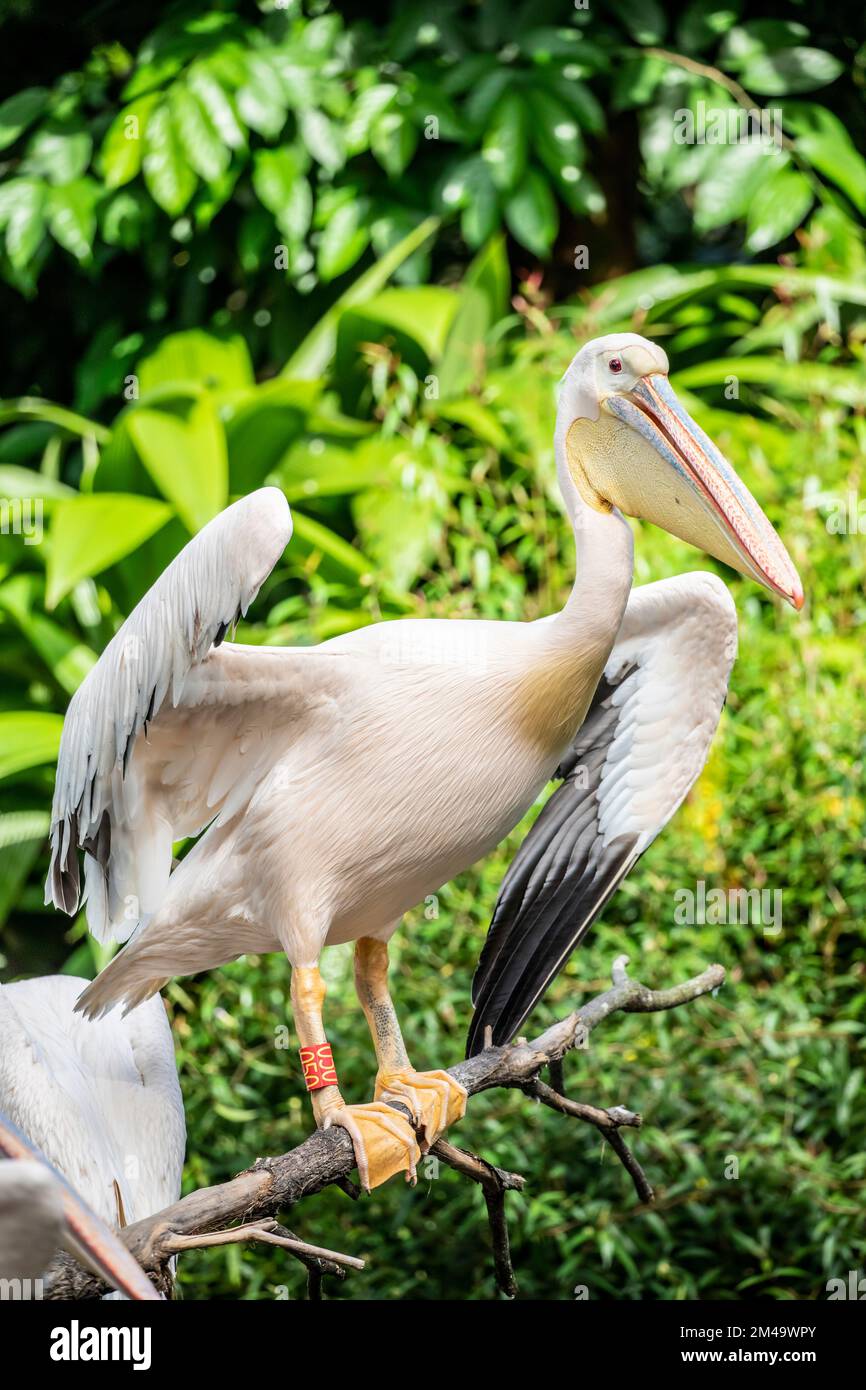 The great white pelican (Pelecanus onocrotalus) is a bird in the ...