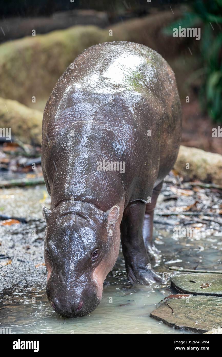 Baby hippo underwater hi-res stock photography and images - Alamy
