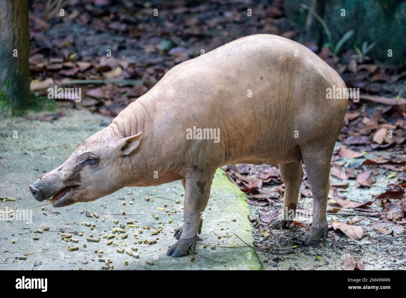 a female Buru babirusa stands alone. It is a wild pig-like animal ...