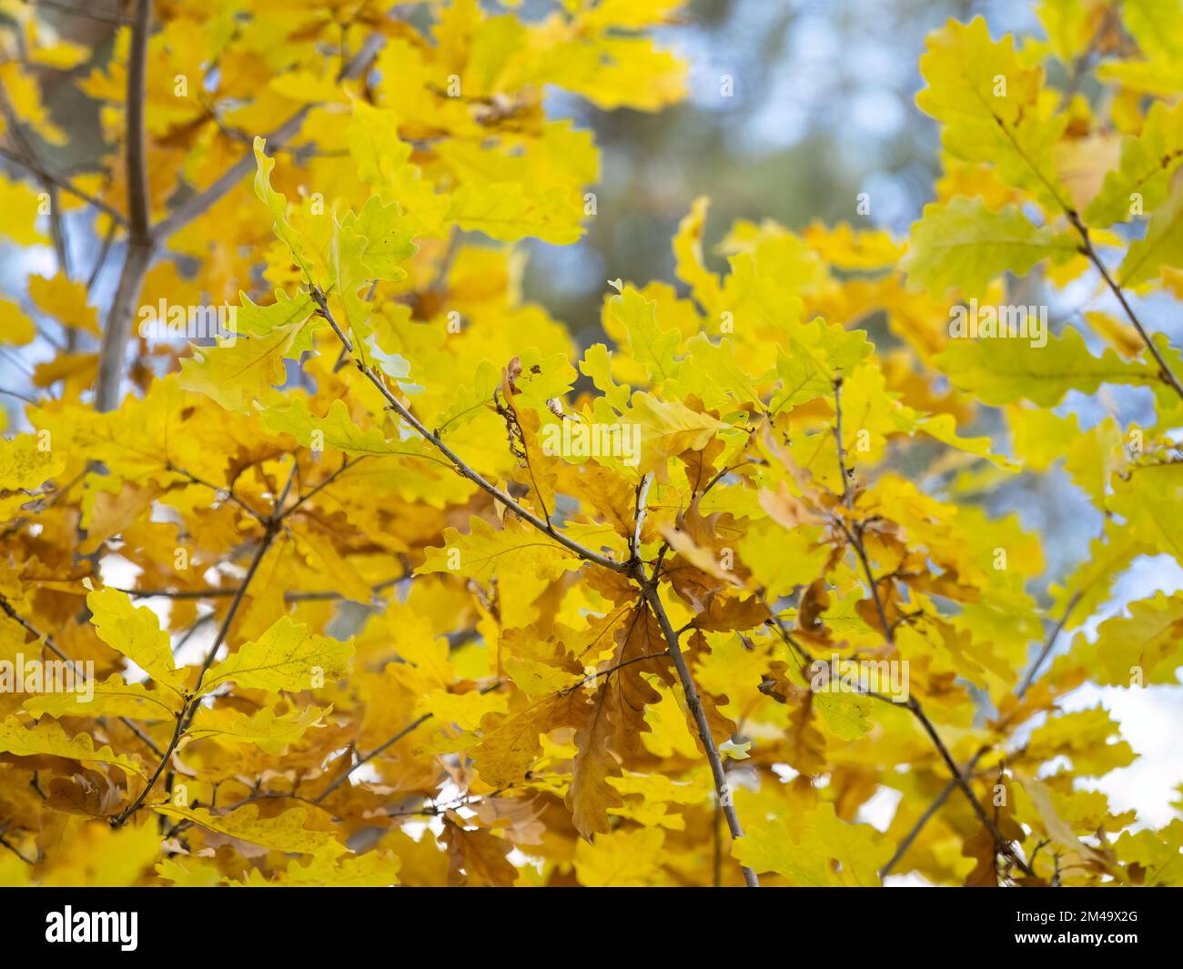 Oak branches with yellow leaves in autumn park. Bright yellow and ...