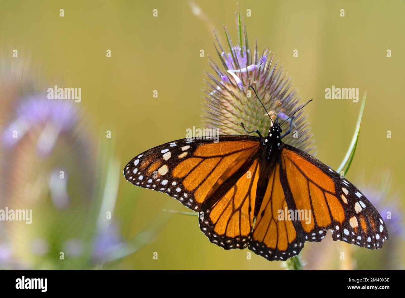 A Monarch Butterfly - Danaus plexippus - alights on a teesel bloom with ...