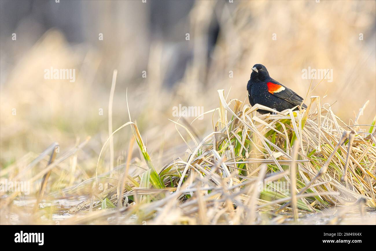 A male Red-winged Blackbird - Agelaius phoeniceus - perches on a grass ...