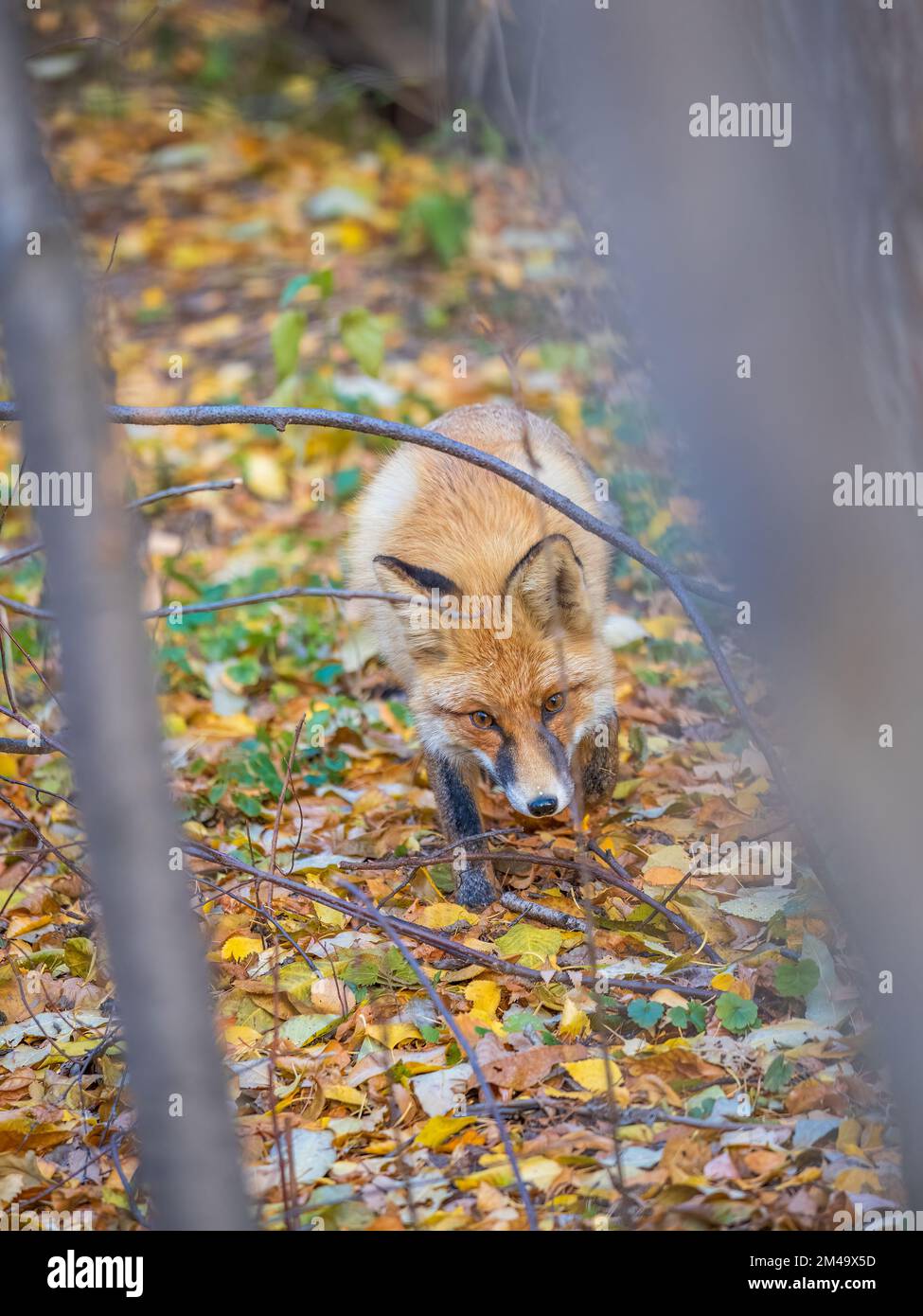 The red fox Vulpes vulpes walks along a path in autumn forest Stock Photo - Alamy