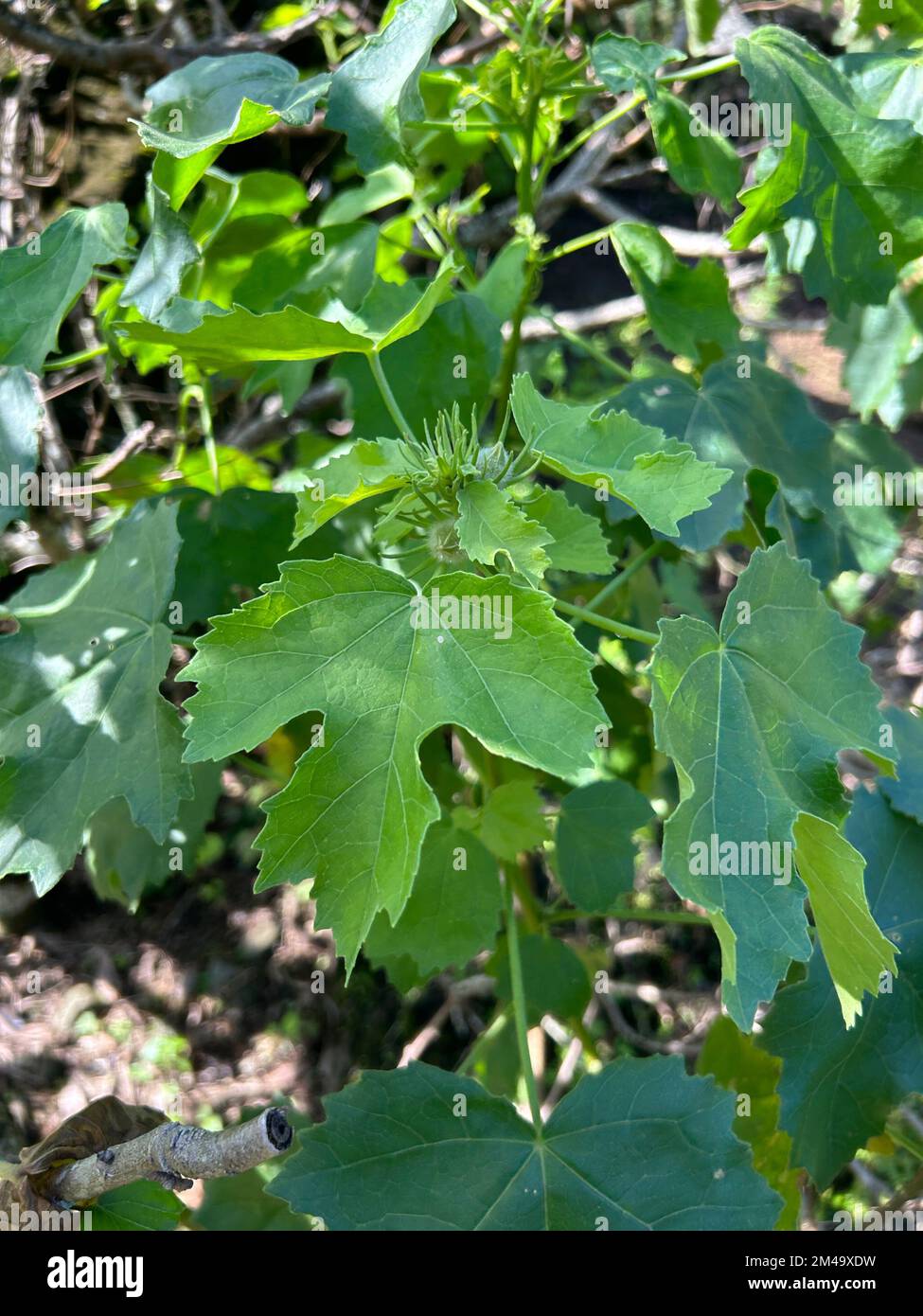 Hele hi-res stock photography and images - Alamy