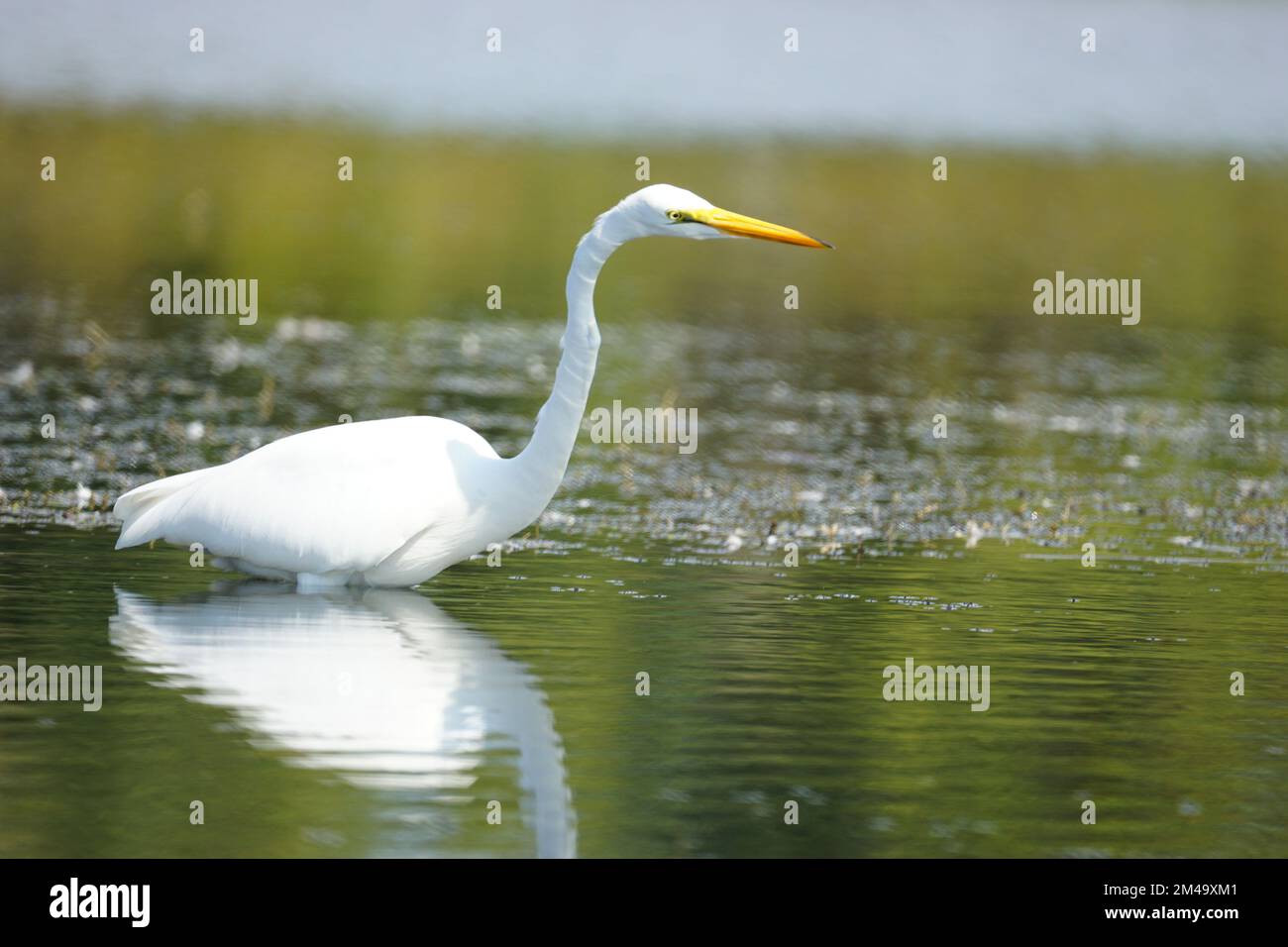 An eastern great egret (Ardea alba modesta) in the river Stock Photo ...