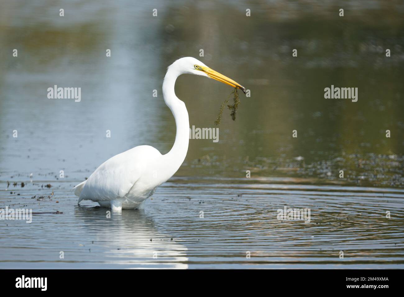 An eastern great egret (Ardea alba modesta) with a fish in its beak in ...