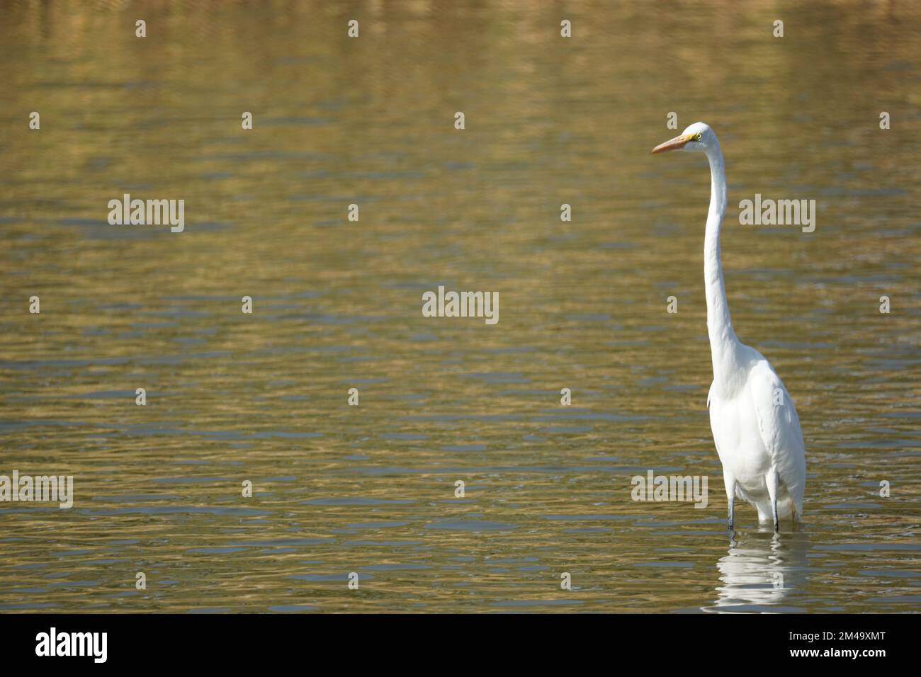 An eastern great egret (Ardea alba modesta) in the river Stock Photo ...