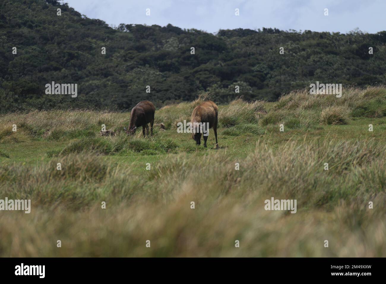 Hill country in Sri Lanka, Visit Sri Lanka Stock Photo - Alamy