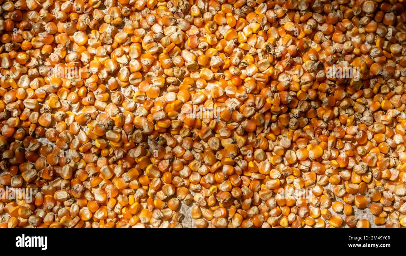 pile of corn kernels as background Stock Photo - Alamy