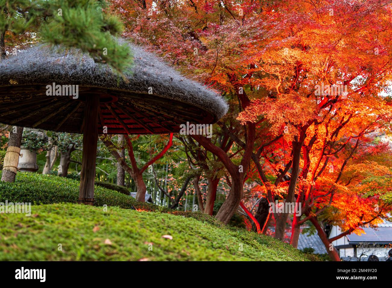 Happo-en Garden illuminated in red for autumn Stock Photo - Alamy