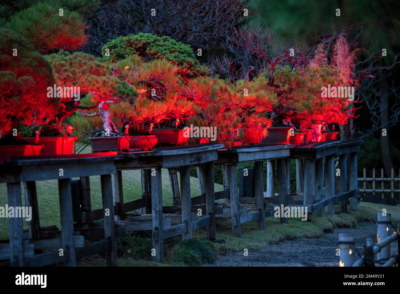 Happo-en Garden illuminated in red for autumn Stock Photo - Alamy