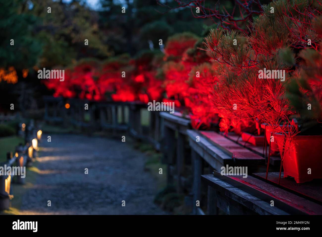 Happo-en Garden illuminated in red for autumn Stock Photo - Alamy