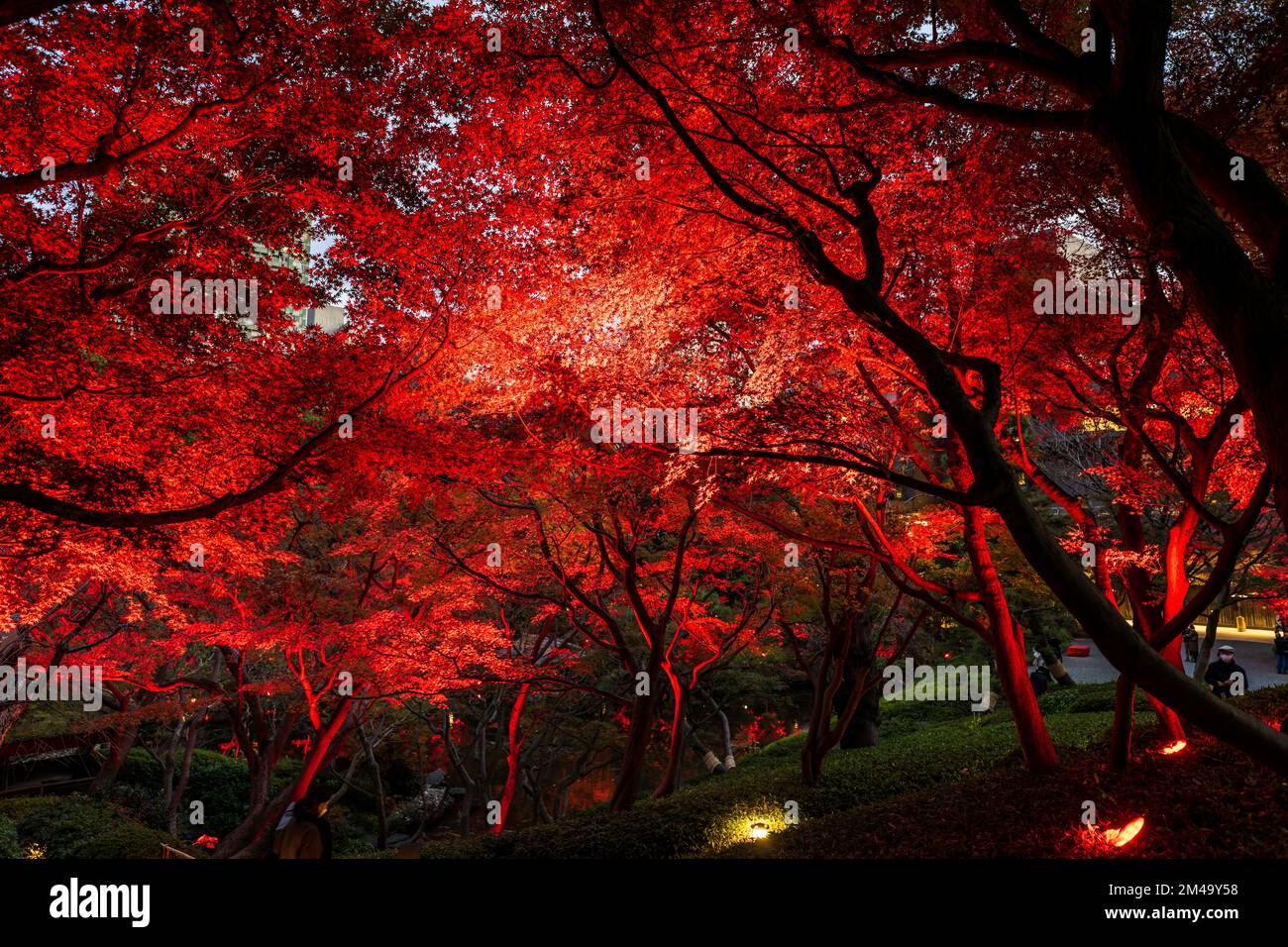 Happo-en Garden illuminated in red for autumn Stock Photo - Alamy