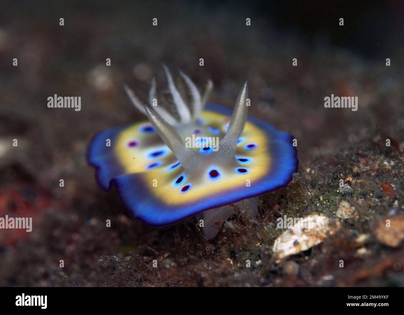 Scuba diving Lembeh macro critters Stock Photo - Alamy
