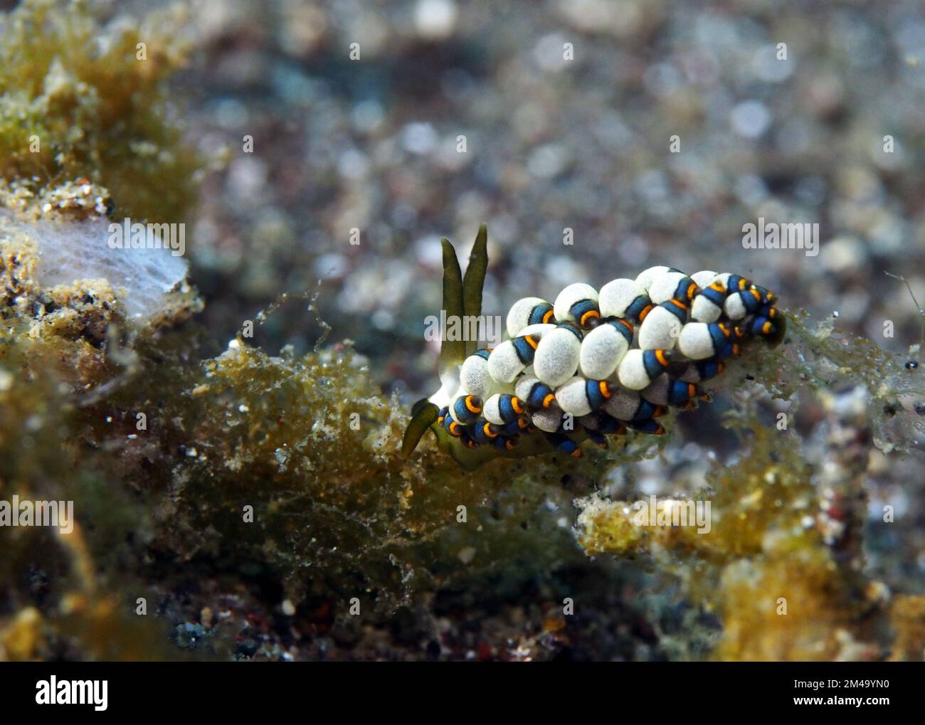 Scuba diving Lembeh macro critters Stock Photo - Alamy