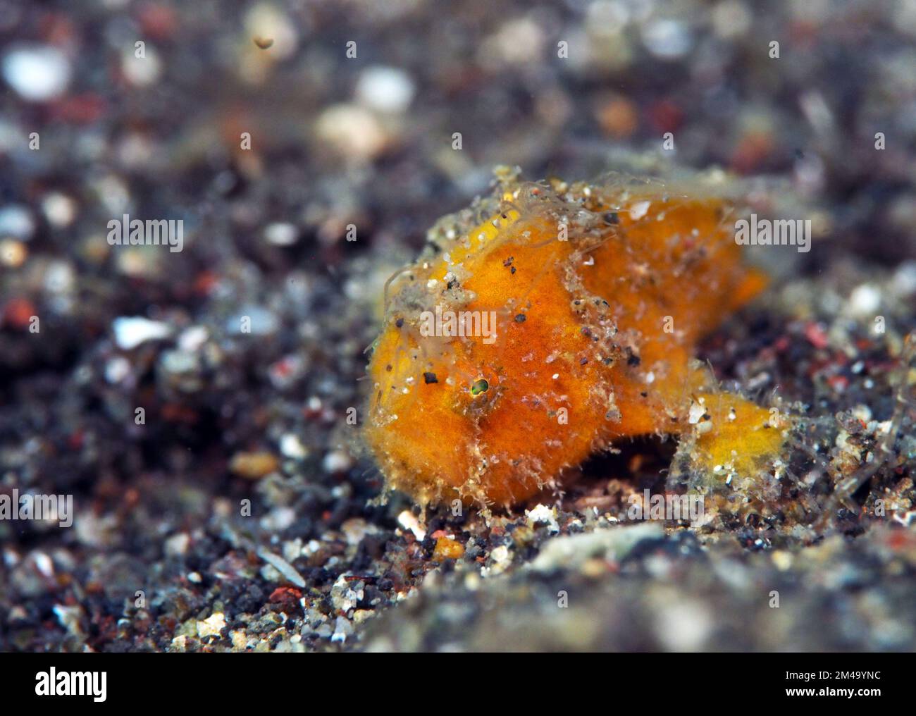 Scuba diving Lembeh macro critters Stock Photo - Alamy