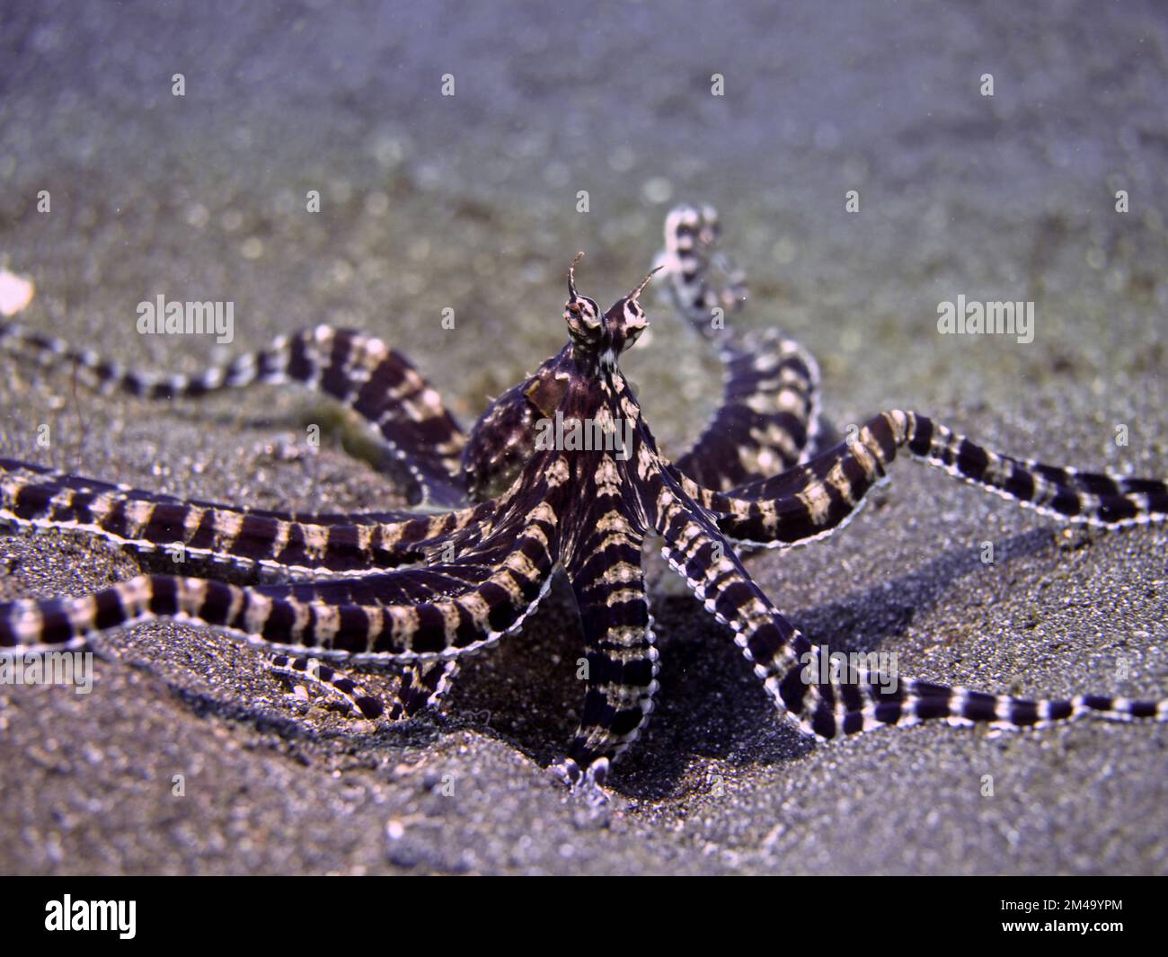 Scuba diving Lembeh macro critters Stock Photo - Alamy
