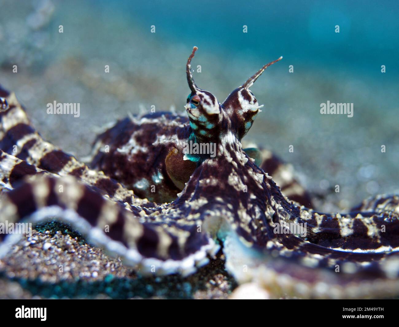 Scuba diving Lembeh macro critters Stock Photo - Alamy
