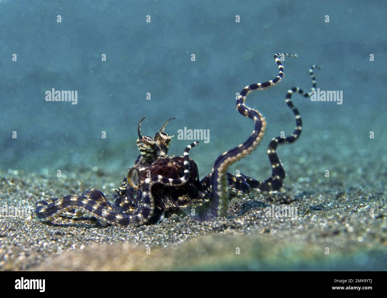 Scuba diving Lembeh macro critters Stock Photo - Alamy