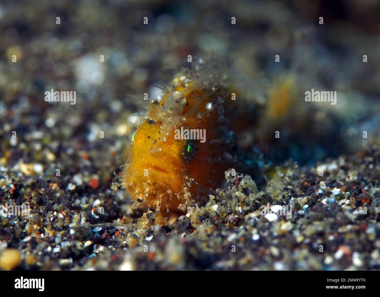 Scuba diving Lembeh macro critters Stock Photo - Alamy