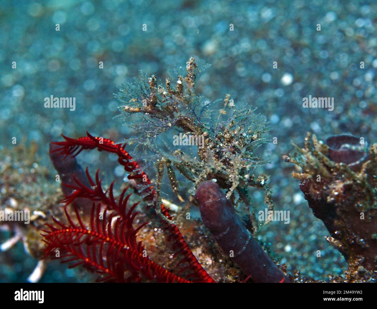 Scuba diving Lembeh macro critters Stock Photo - Alamy