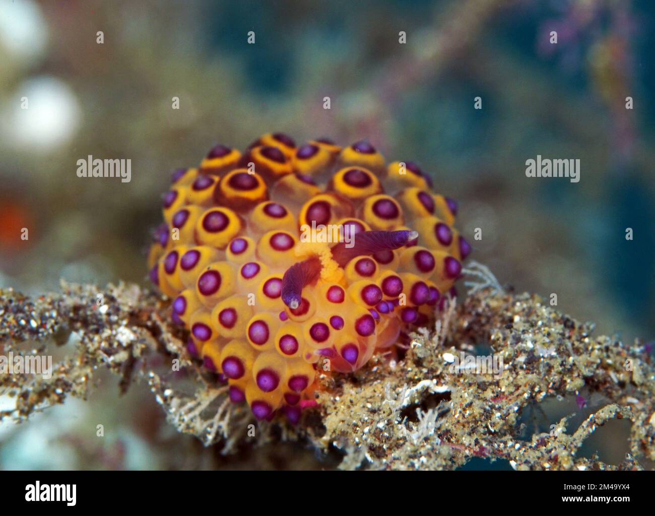 Scuba diving Lembeh macro critters Stock Photo - Alamy