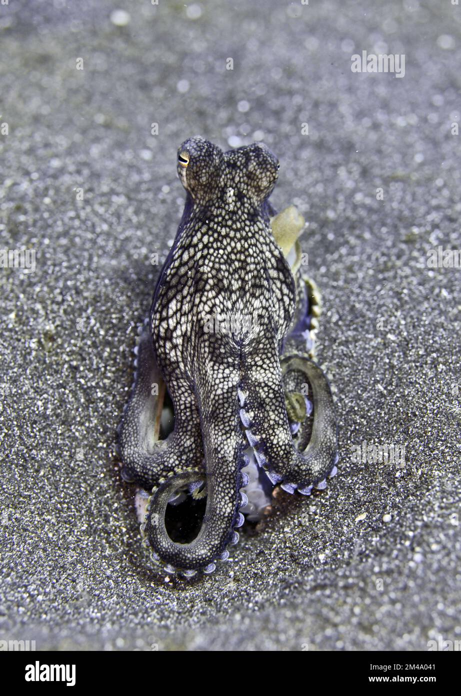 Scuba diving Lembeh macro critters Stock Photo - Alamy