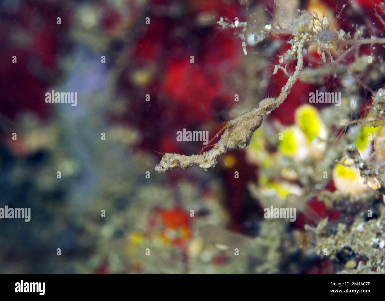 Scuba diving Lembeh macro critters Stock Photo - Alamy