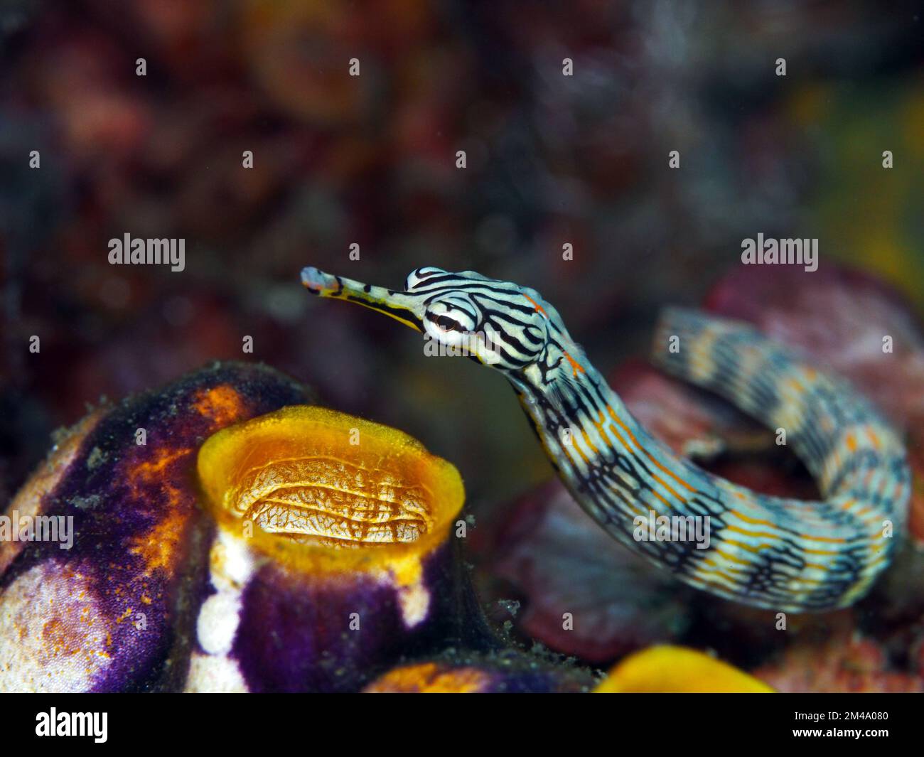 Scuba diving Lembeh macro critters Stock Photo - Alamy