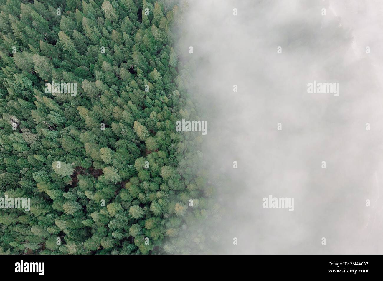 Thick fog covers part of pine tree forest Stock Photo - Alamy